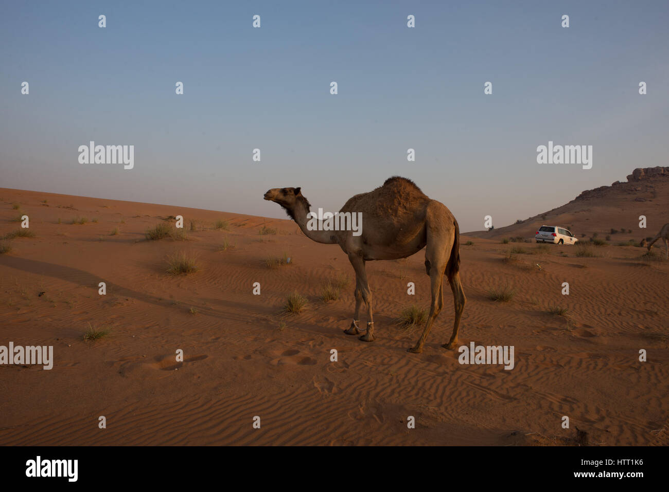 Camel in the desert with a 4x4 jeep in the background, Dubai, UAE Stock ...