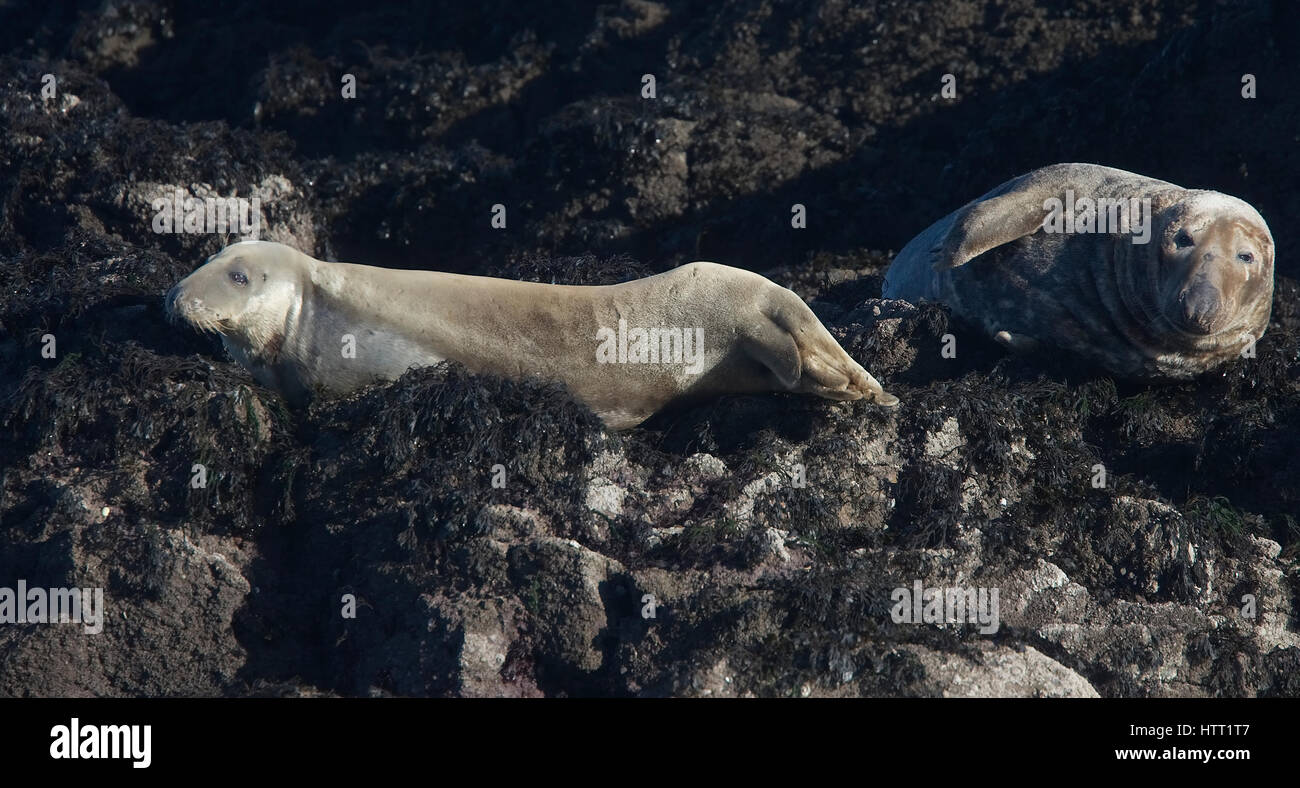 Atlantic grey seals cornwall hi-res stock photography and images - Alamy