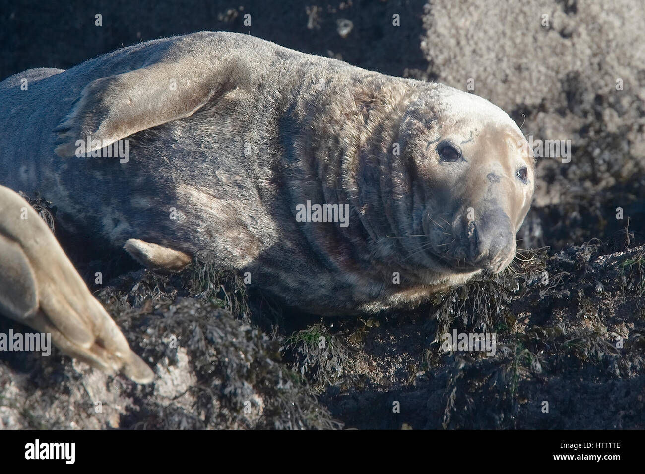 Bull seal cornwall hi-res stock photography and images - Alamy