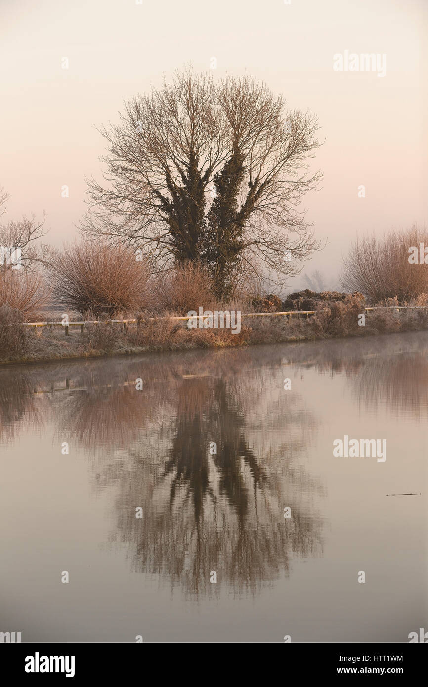 A winter tree beside the Gloucester and Sharpness Canal on a cold ...