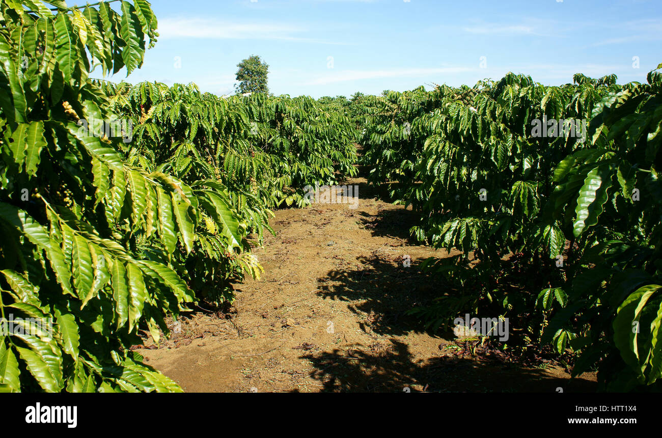 Coffee tree with coffee bean on cafe plantation, cafe is main plant at ...
