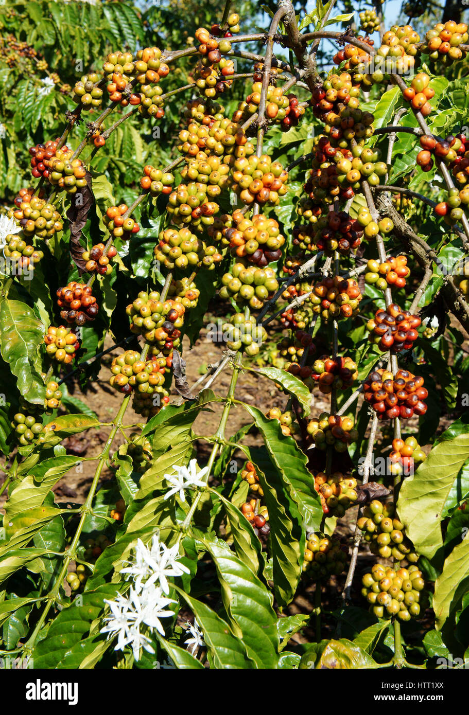 Coffee tree with coffee bean on cafe plantation, cafe is main plant at ...