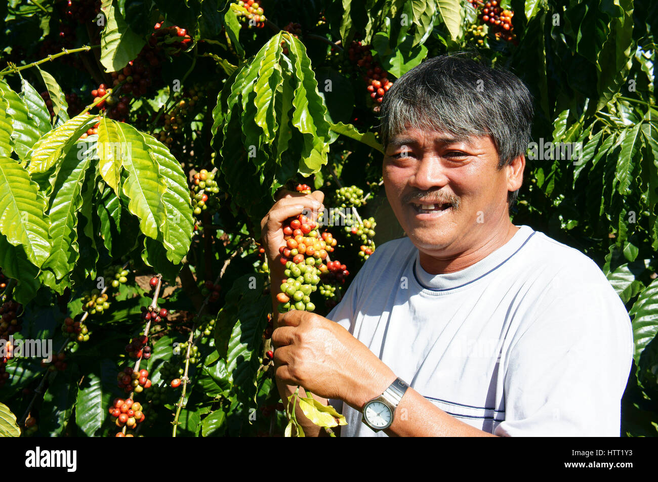 Asian farmer happy with productivity crop, Vietnamese man at coffee ...