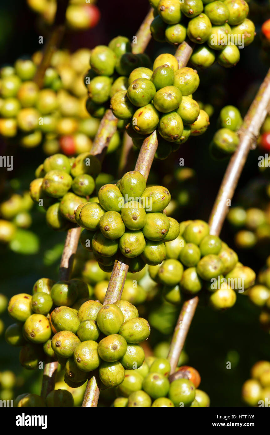 Coffee tree with coffee bean on cafe plantation, cafe is main plant at ...