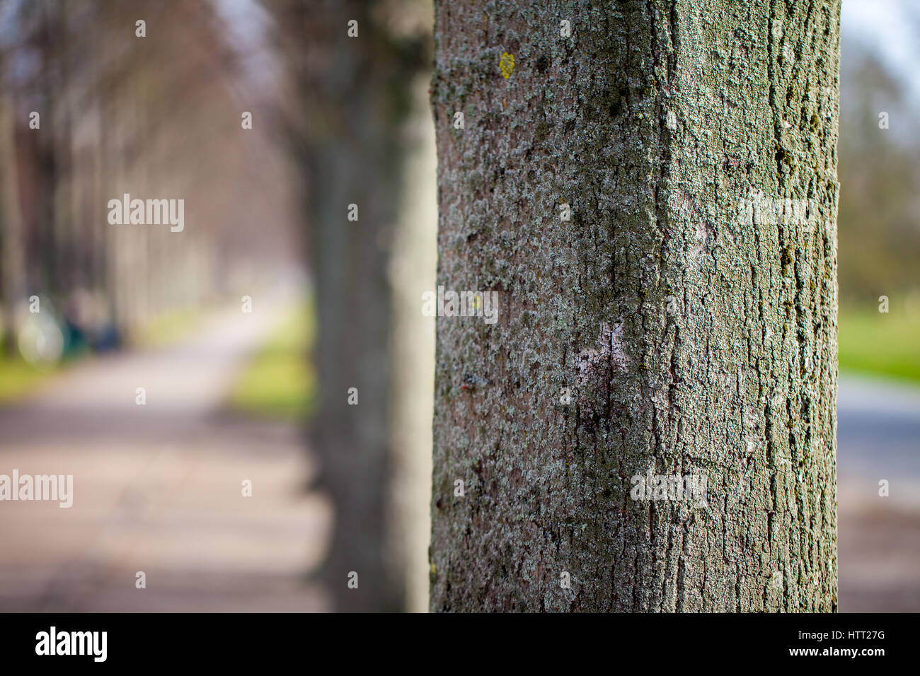 Main stem hi-res stock photography and images - Alamy
