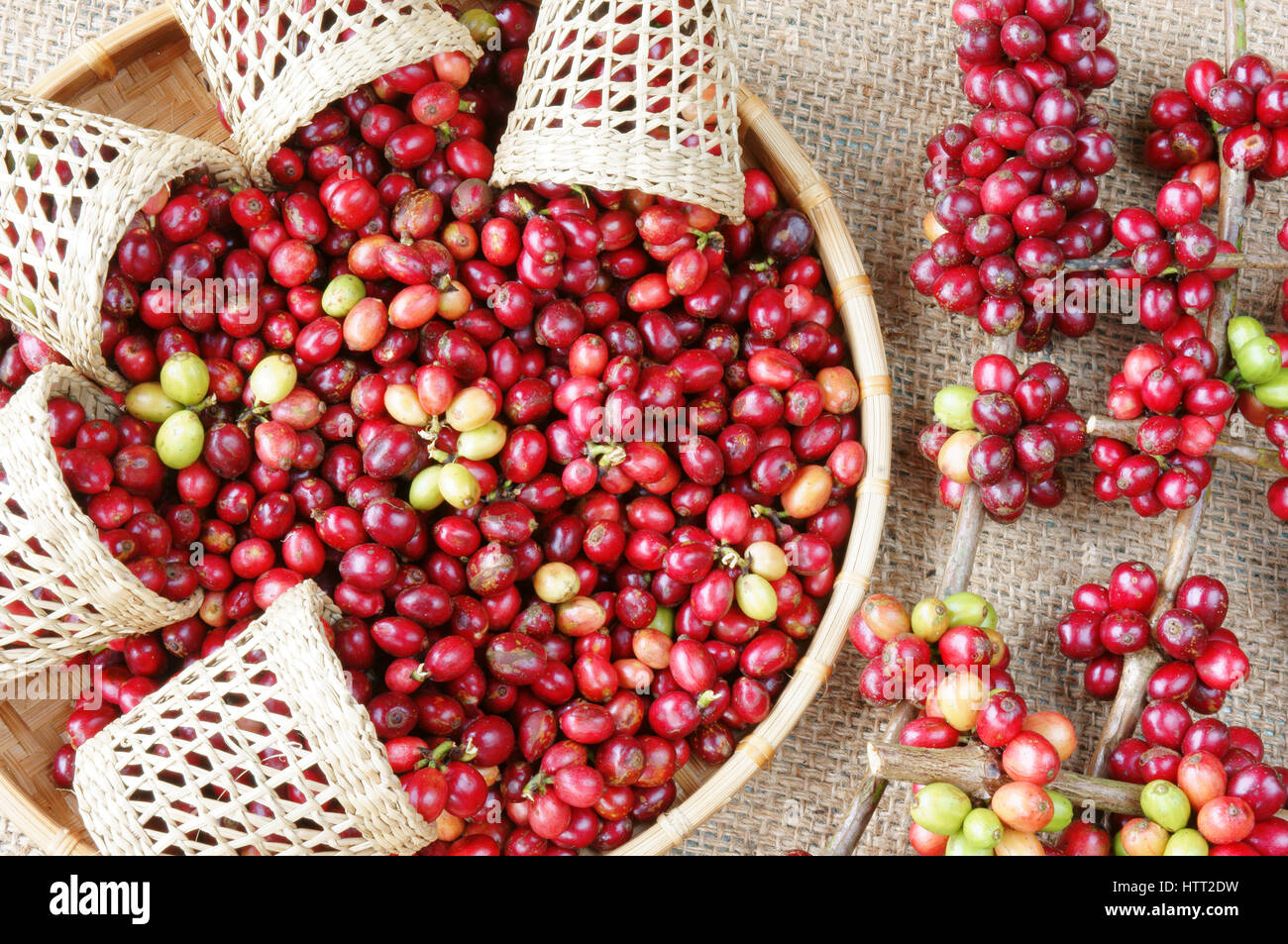 Close up of red coffee beans, agriculture product of Vietnam, cafe bean ...