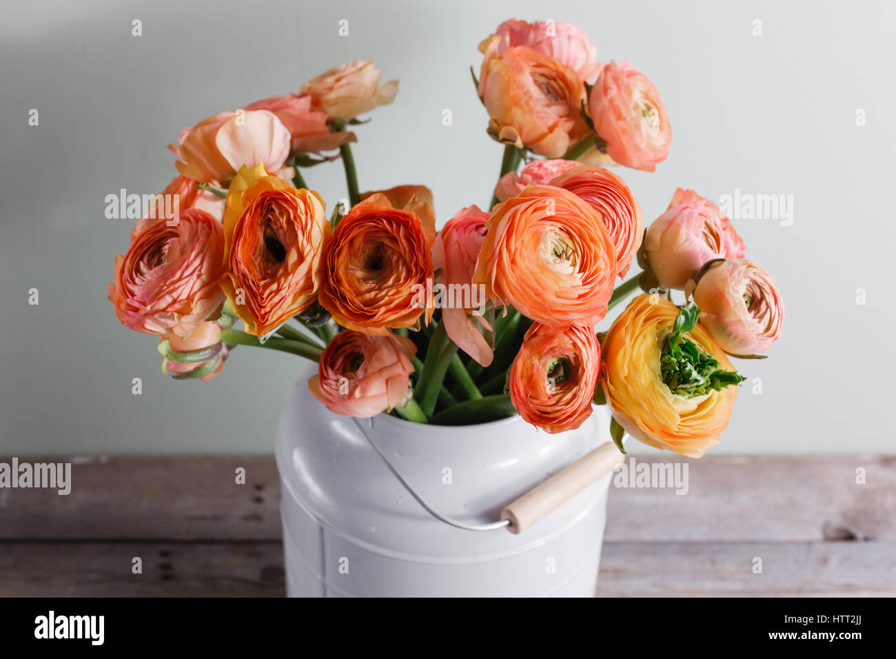 Orange and yellow persian buttercup flowers. Curly peny ranunculus in ...