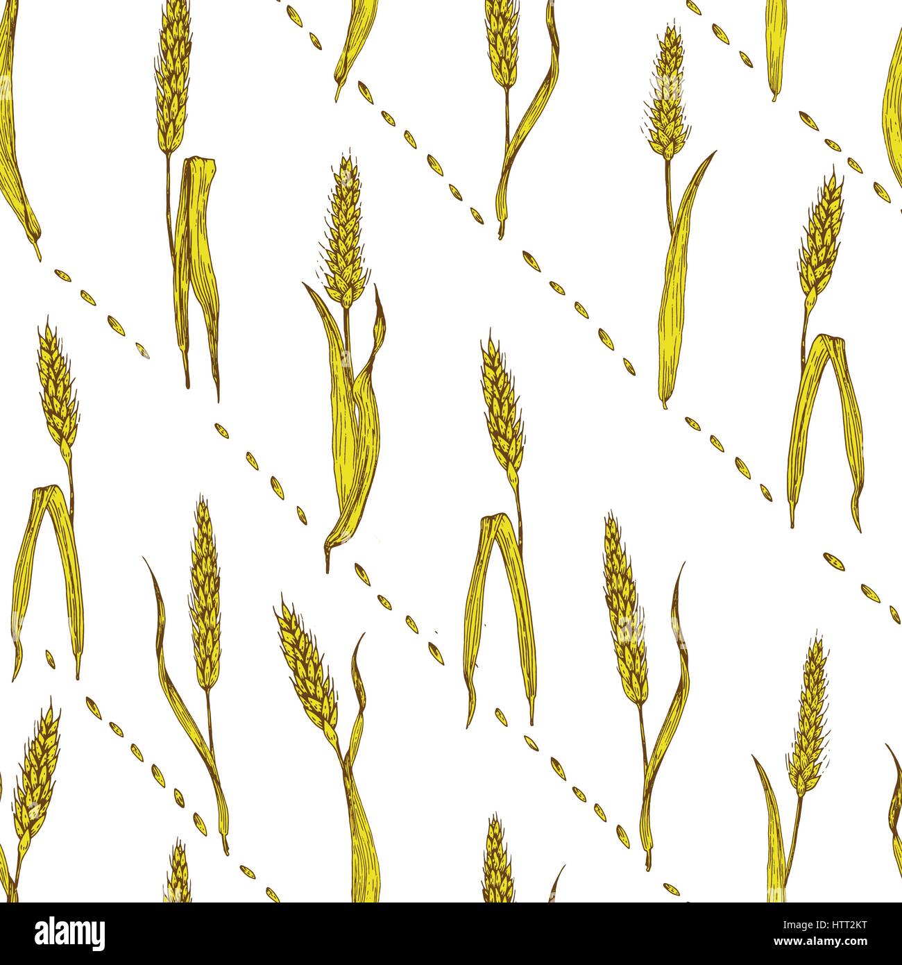 Seamless wheat pattern. Hand drawn. Vector illustration Vintage Stock Vector Image & Art - Alamy