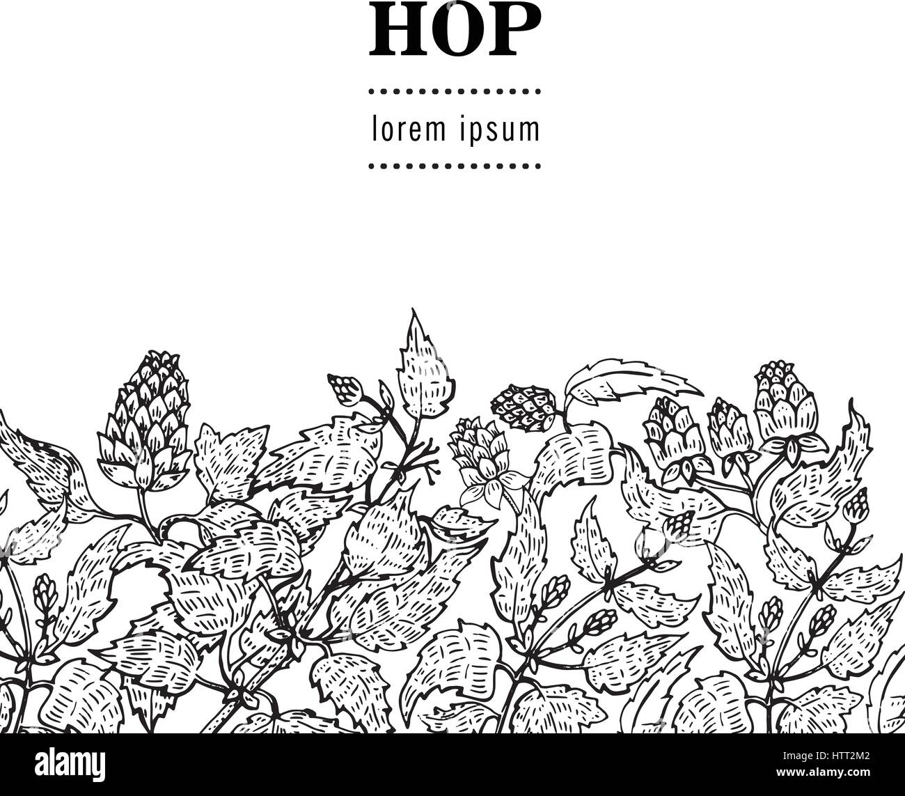 Beer hop Engraved style illustration. Vintage beer design template ...