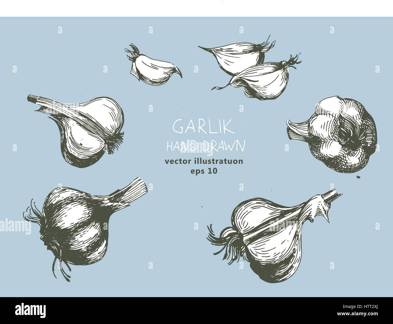 Hand drawn illustrations with garlics Stock Vector Image & Art - Alamy