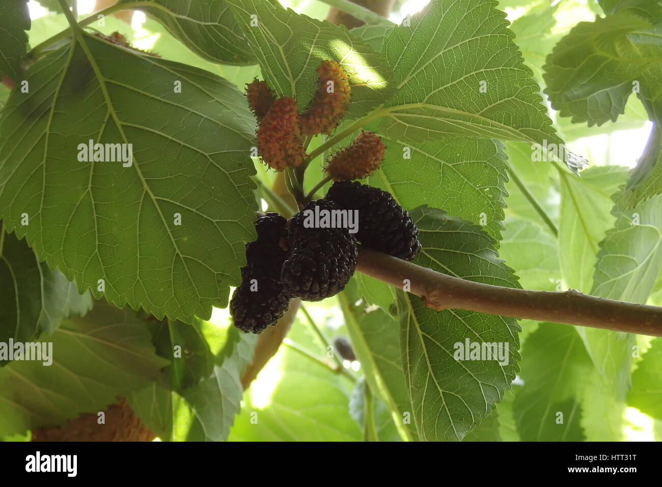 Natural color mulberry berries in foliage wallpaper background Stock ...