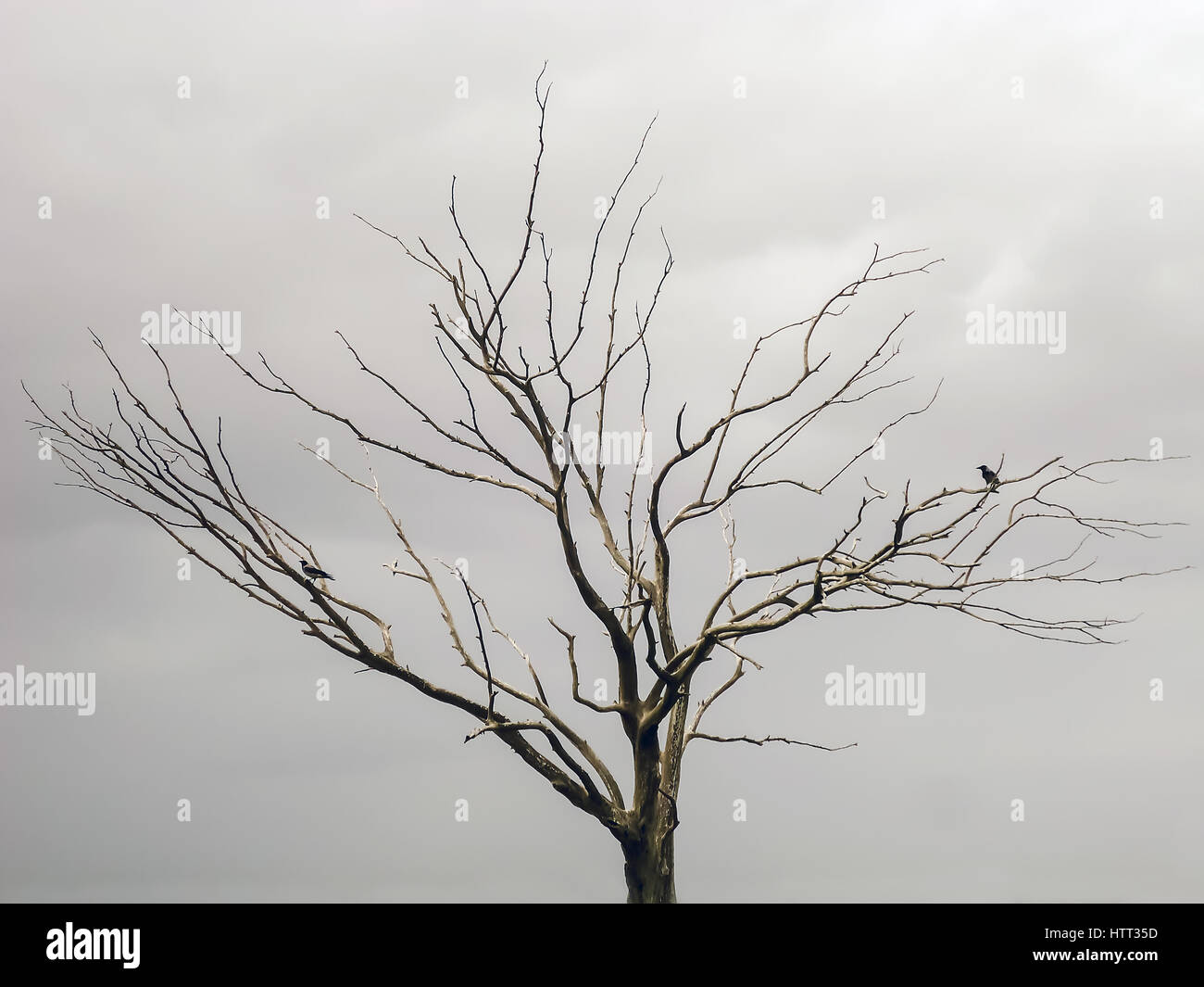 Branches tree winter without leaves hi-res stock photography and images ...