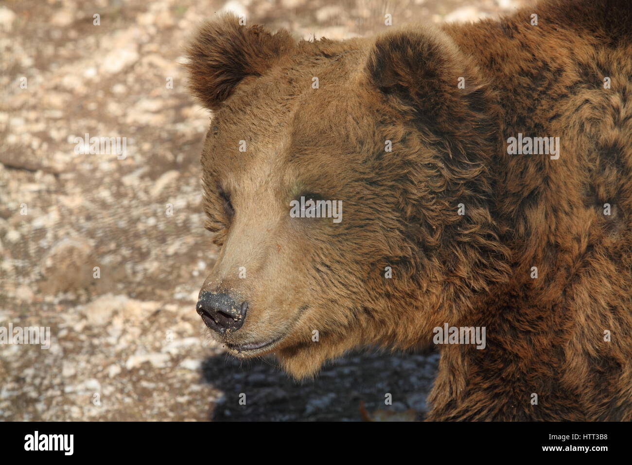 Marsicano brown bear Stock Photo - Alamy