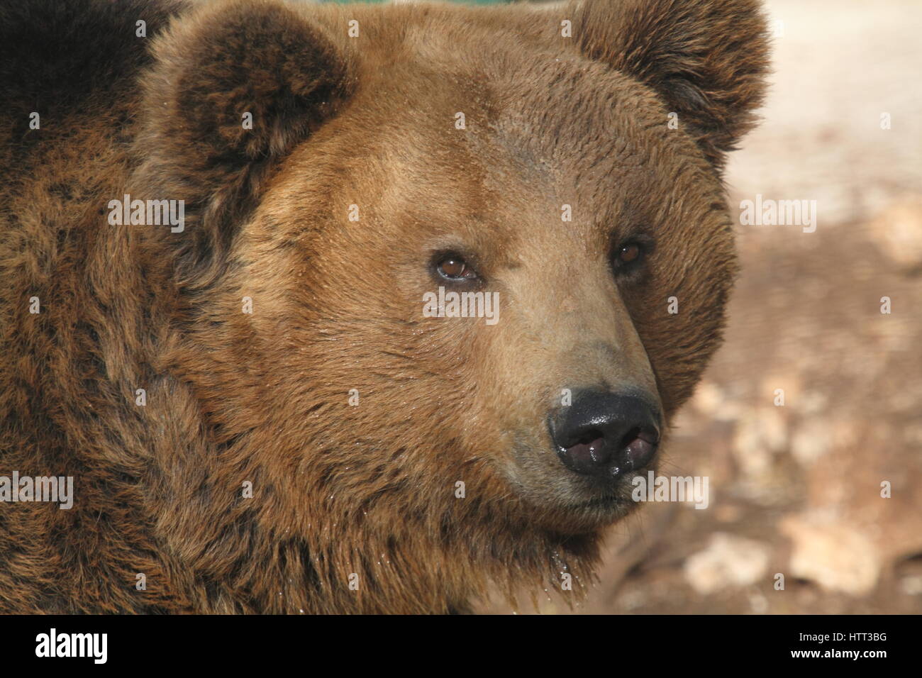 Orso marsicano hi-res stock photography and images - Alamy