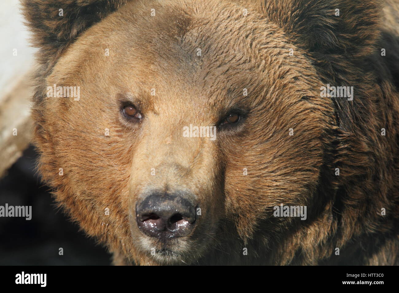 Marsicano brown bear Stock Photo - Alamy