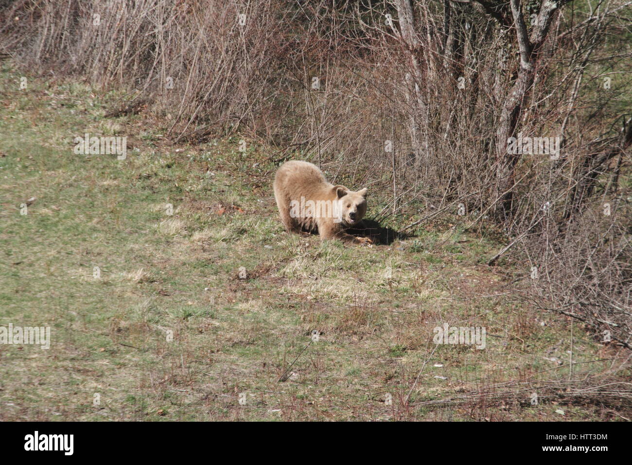 Marsicano brown bear Stock Photo - Alamy