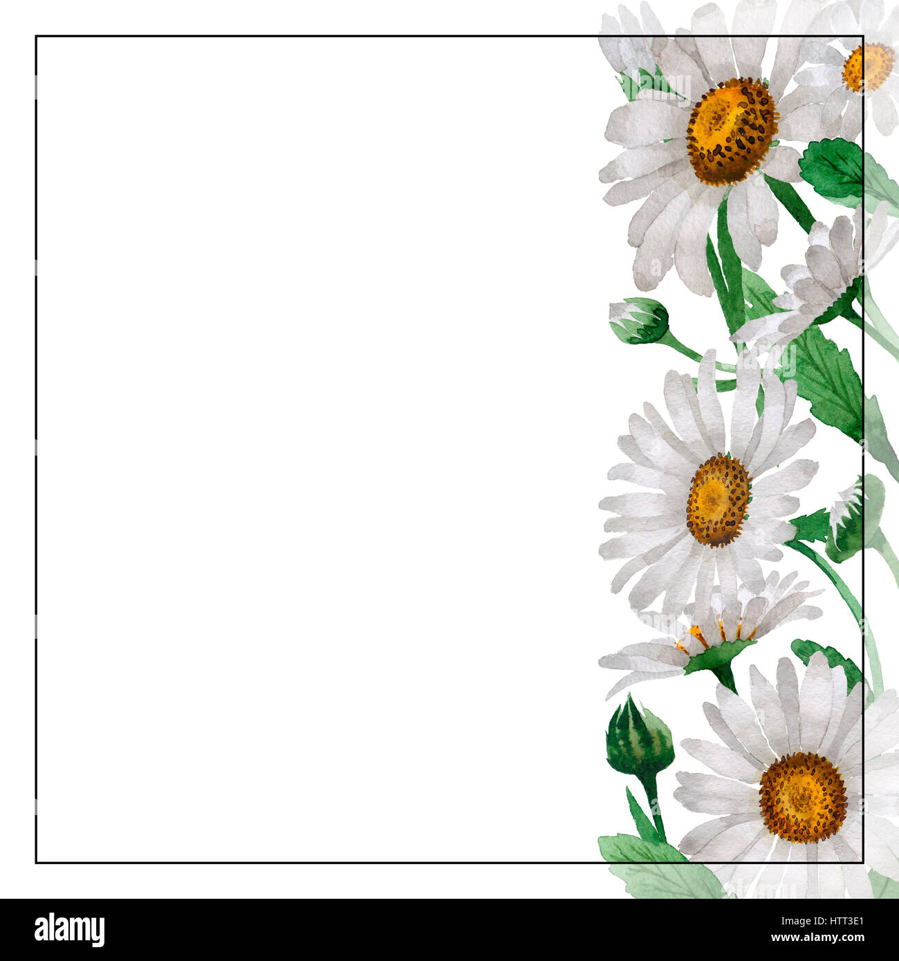 Wildflower chamomile flower frame in a watercolor style isolated Stock ...