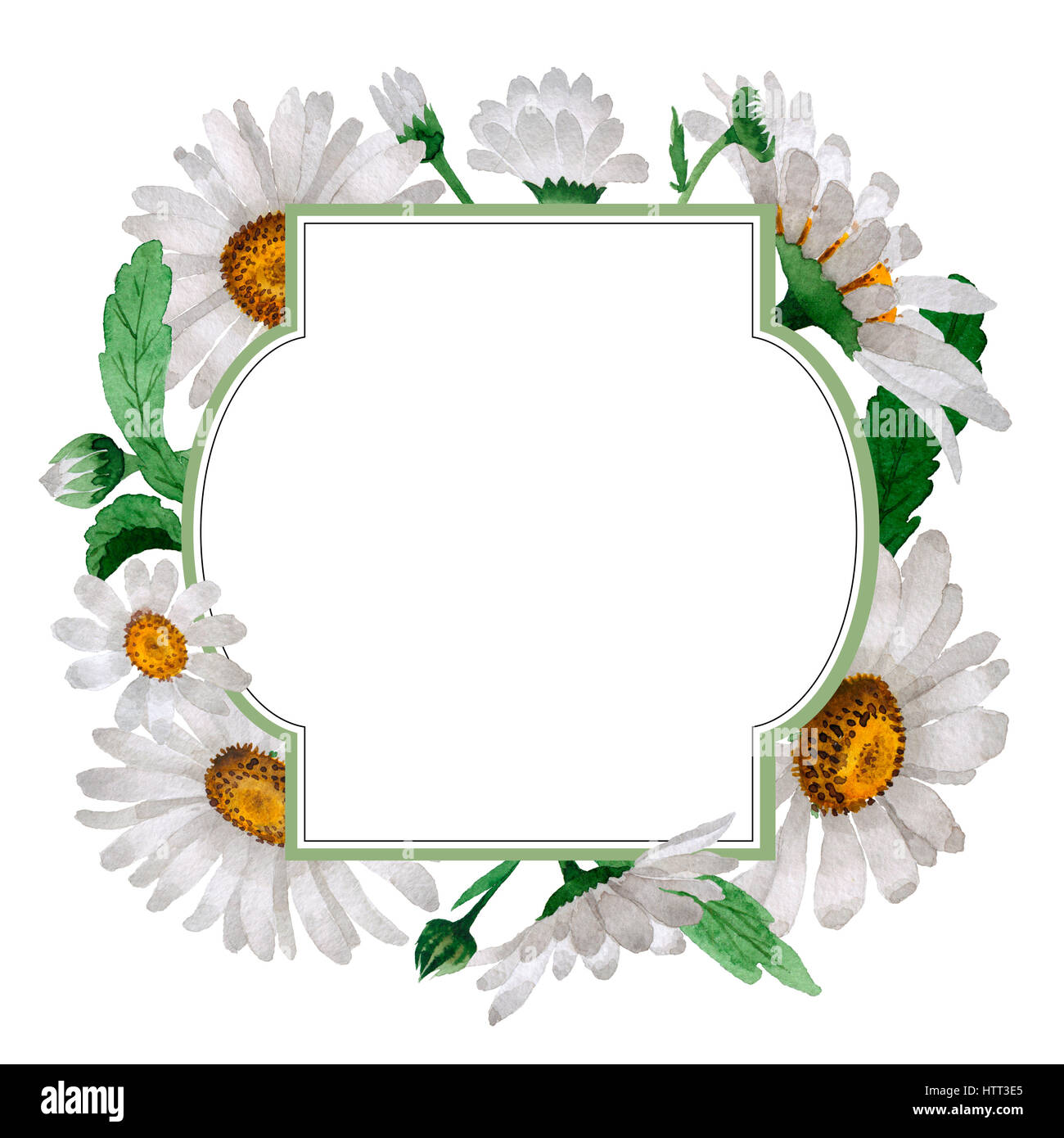 Wildflower chamomile flower frame in a watercolor style isolated Stock ...