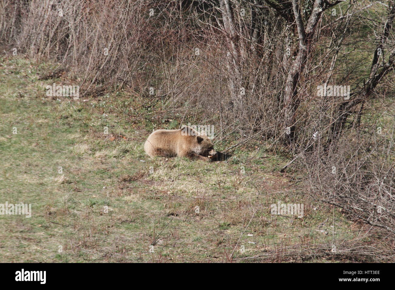 Abruzzo marsicano hi-res stock photography and images - Alamy