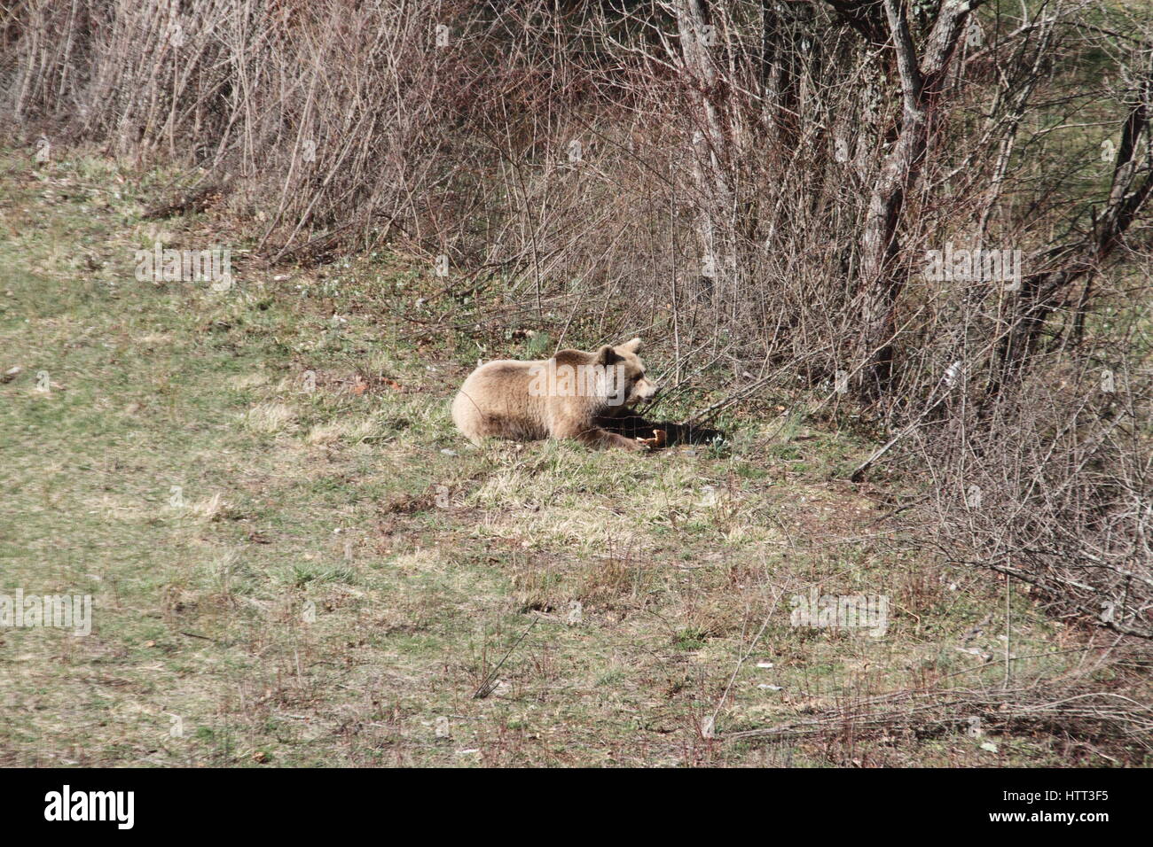 Marsicano brown bear Stock Photo - Alamy