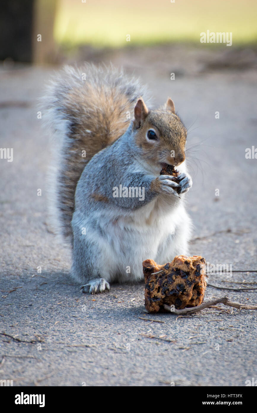 Squirrel eating cake Stock Photo - Alamy