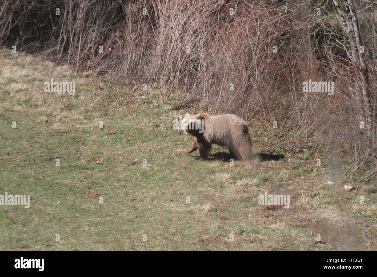 Marsicano brown bear Stock Photo - Alamy