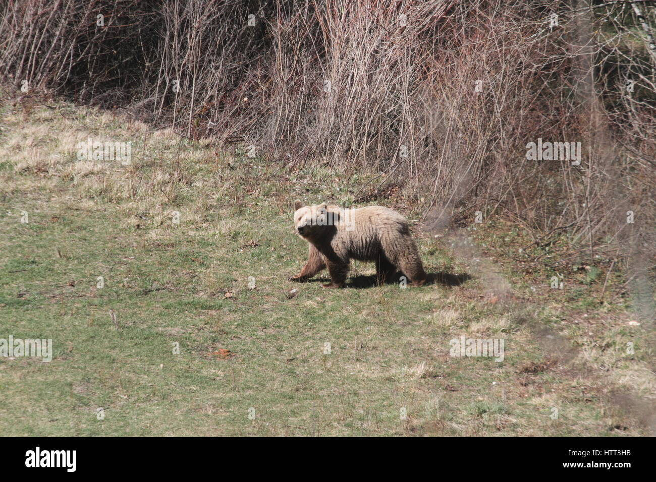 Marsicano brown bear Stock Photo - Alamy