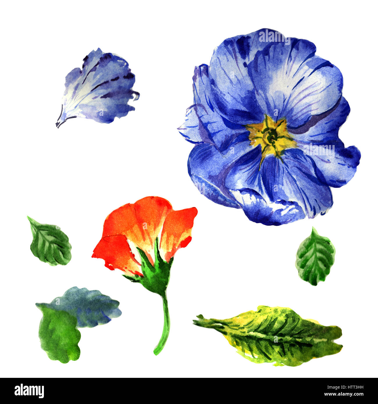 Wildflower primula flower in a watercolor style isolated Stock Photo ...