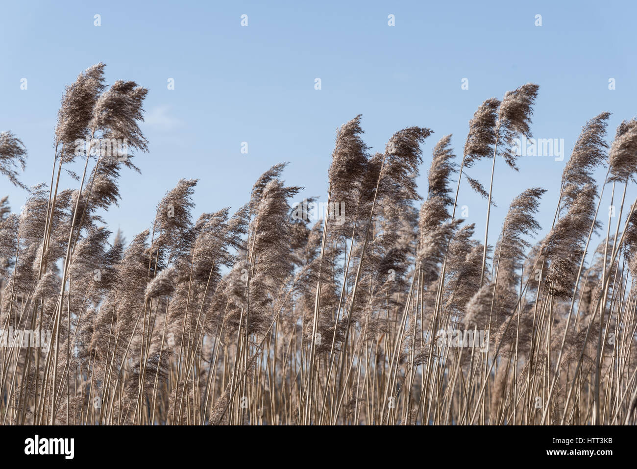 common reed phragmites australis against blue sky Stock Photo - Alamy