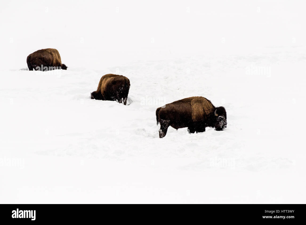 Three Bison (Bison bison) commonly called Buffalo surviving the brutal ...
