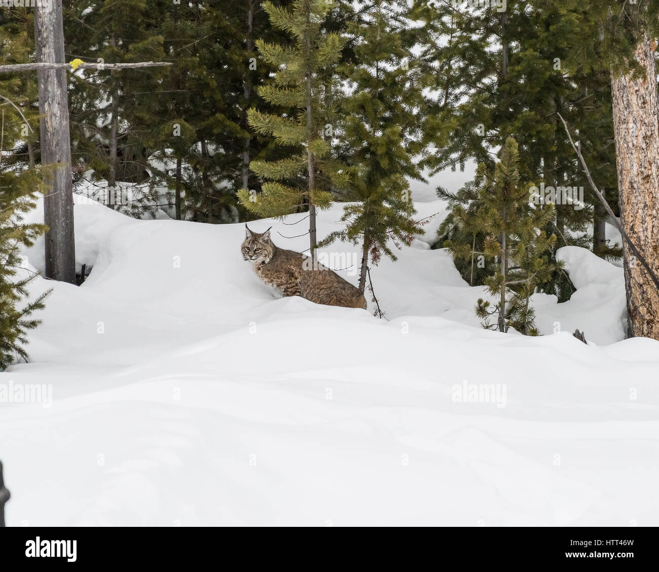 Bobcat near Madison River in Yellowstone Natcional Park Stock Photo - Alamy