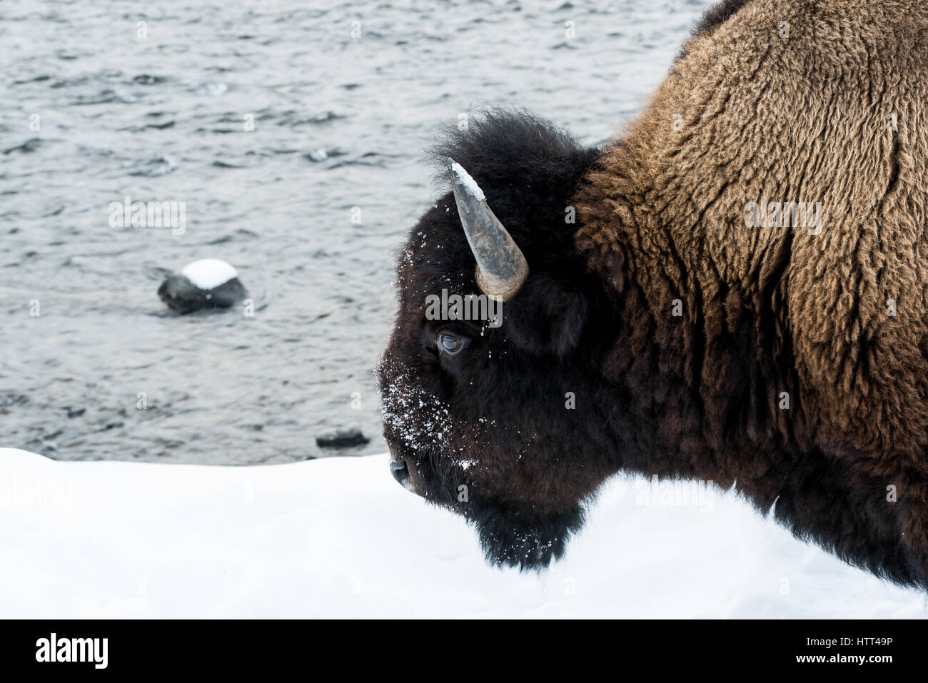 Bison (Bison bison) commonly called Buffalo surviving the brutal winter ...