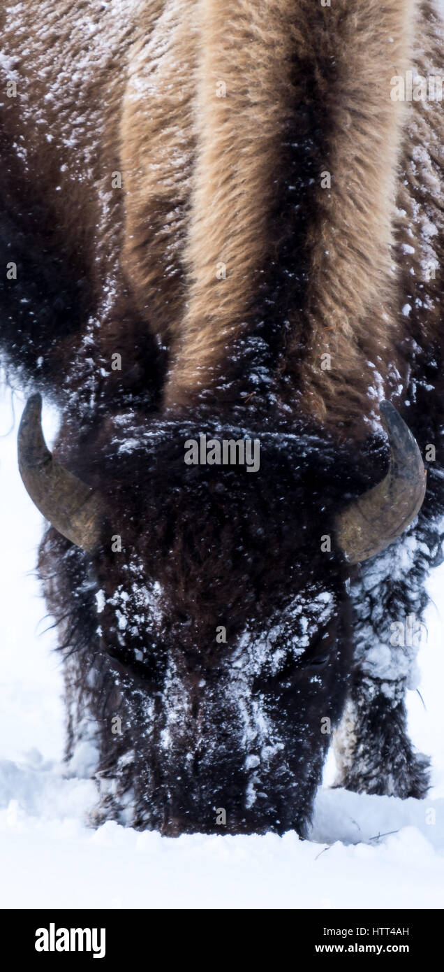 Bison (Bison bison) commonly called Buffalo surviving the brutal winter ...