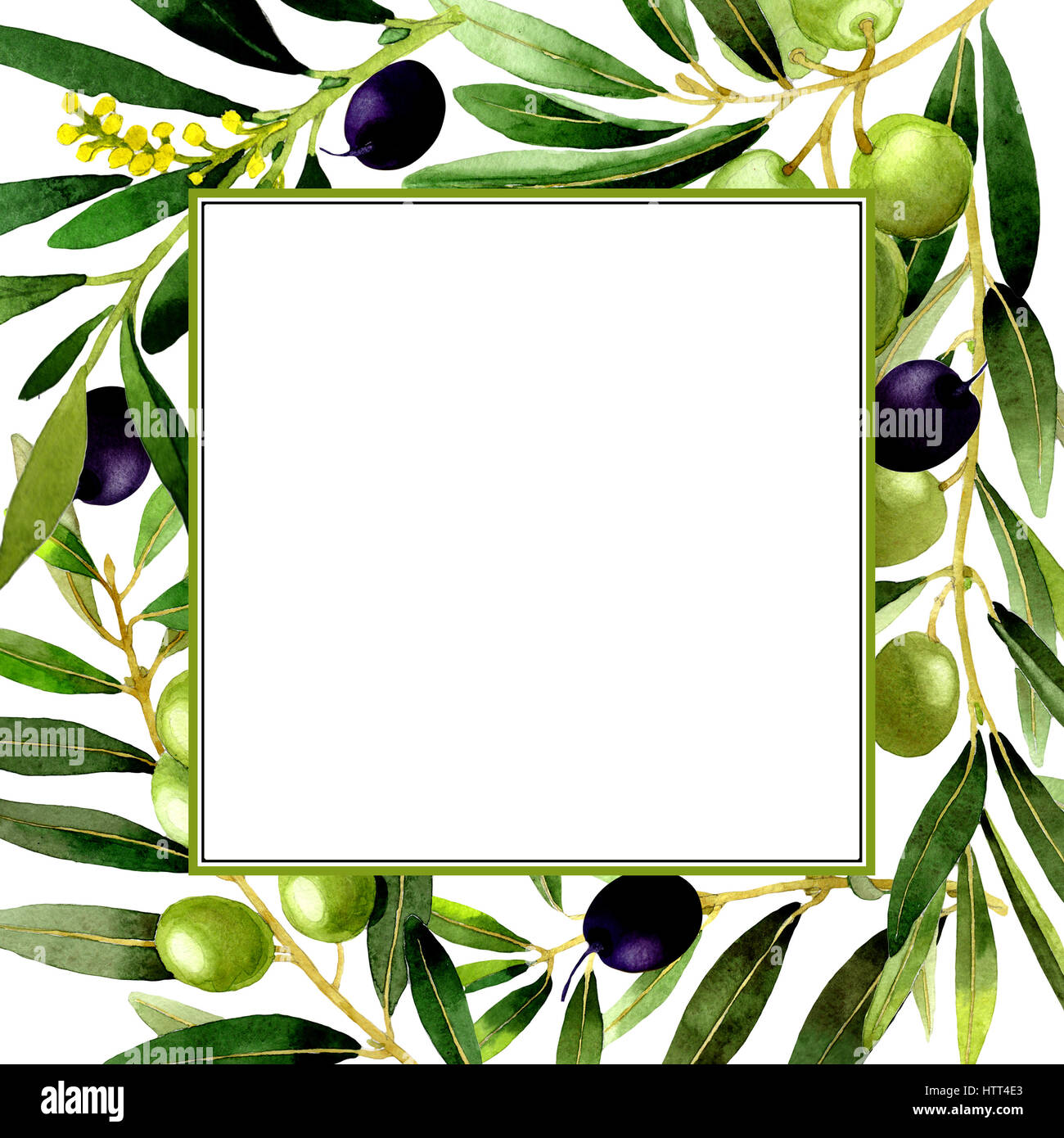 Olive tree frame in a watercolor style isolated Stock Photo - Alamy