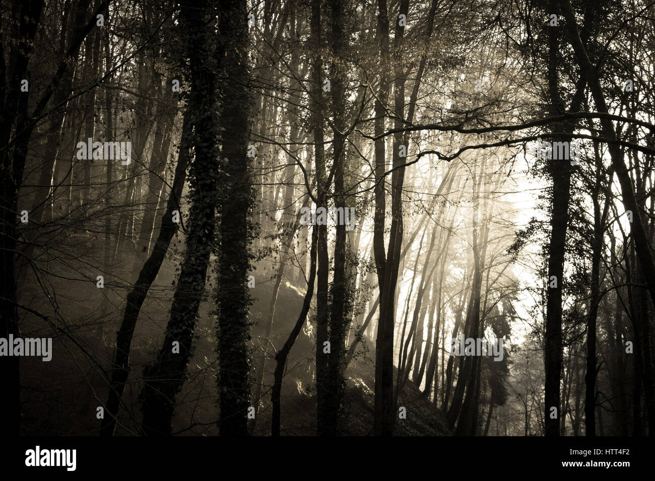 Sunny Fog in Forest Stock Photo - Alamy