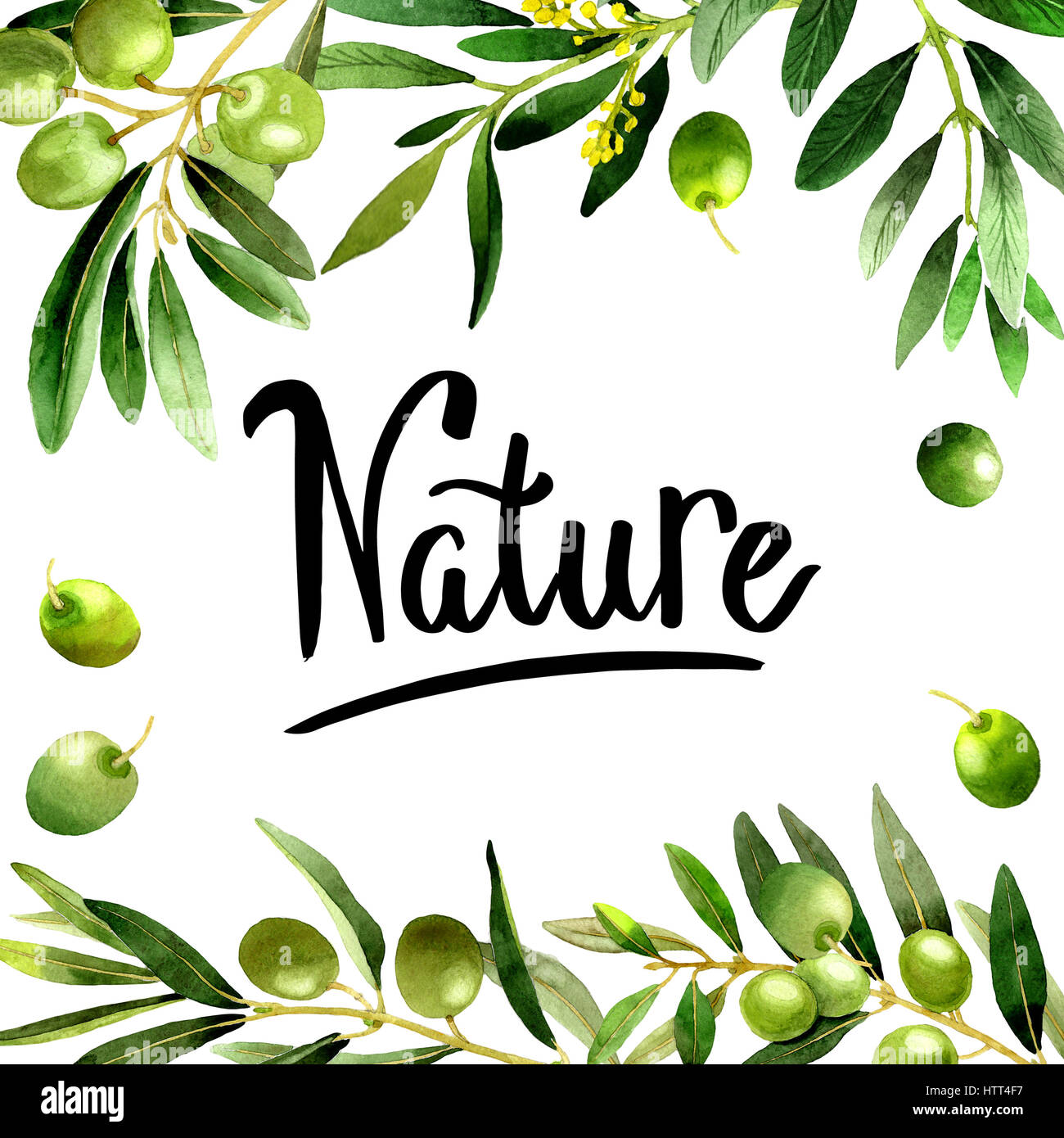 Olive tree frame in a watercolor style isolated Stock Photo - Alamy