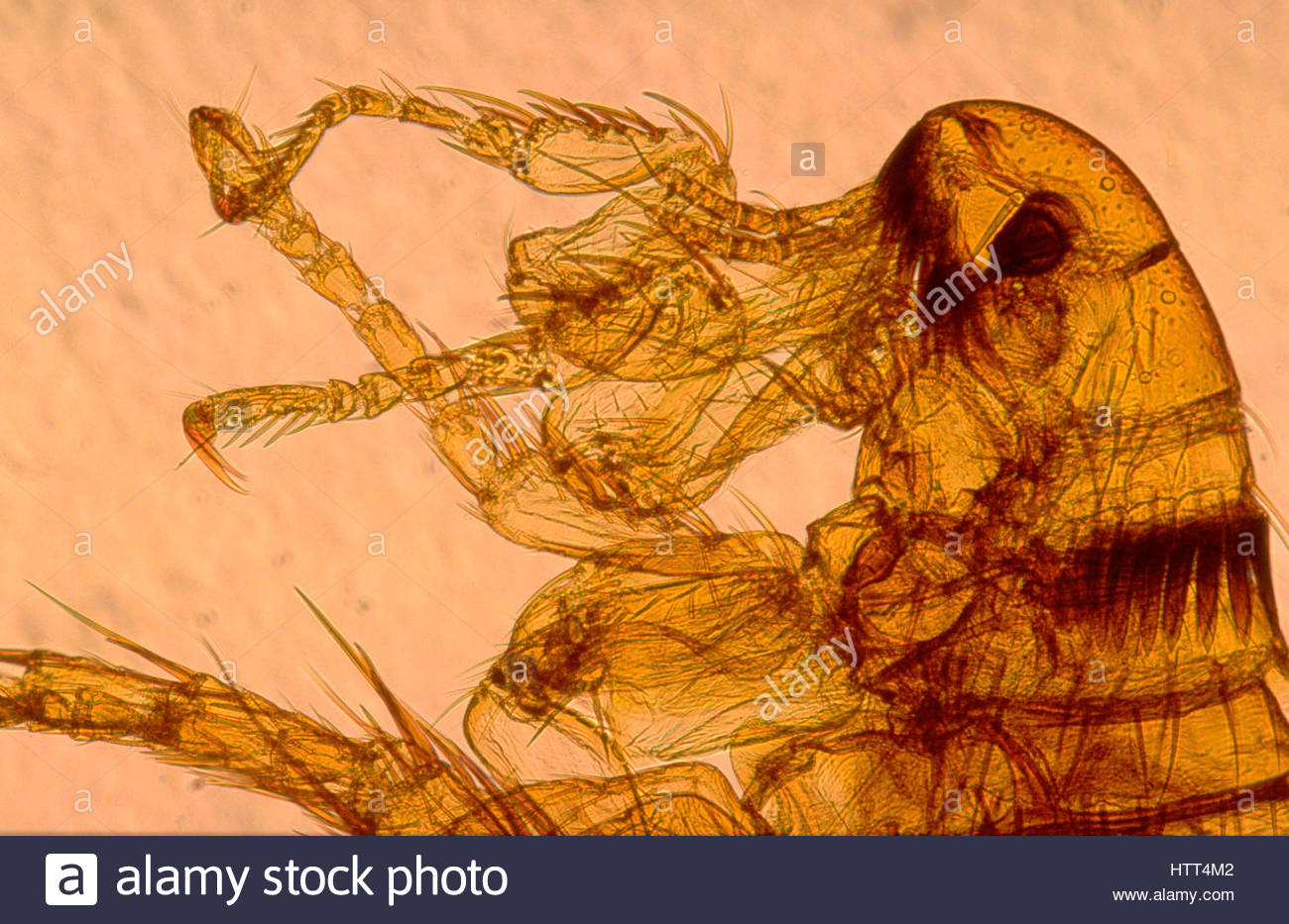 Flea Microscope Stock Photos & Flea Microscope Stock Images - Alamy