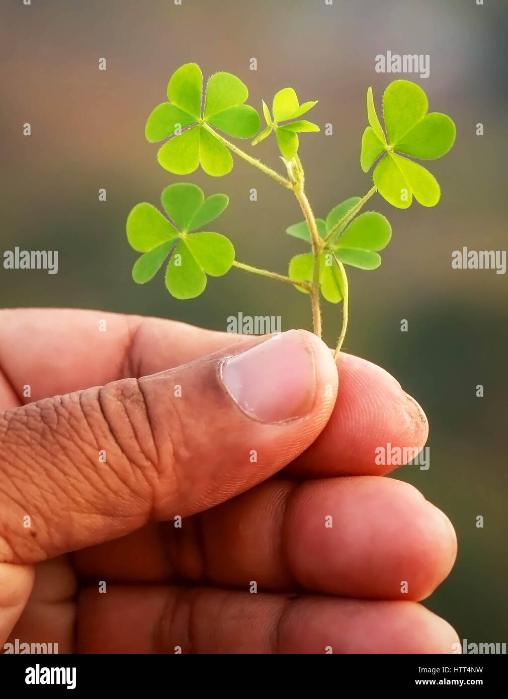 Outdoor clover hi-res stock photography and images - Alamy
