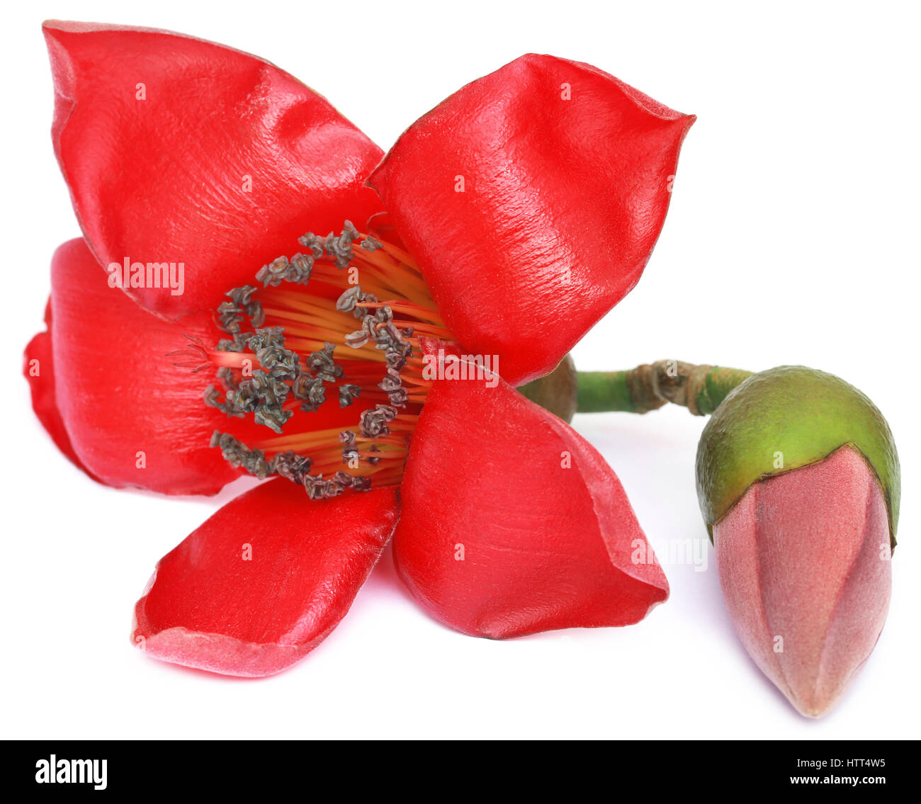 Bombax hi-res stock photography and images - Alamy