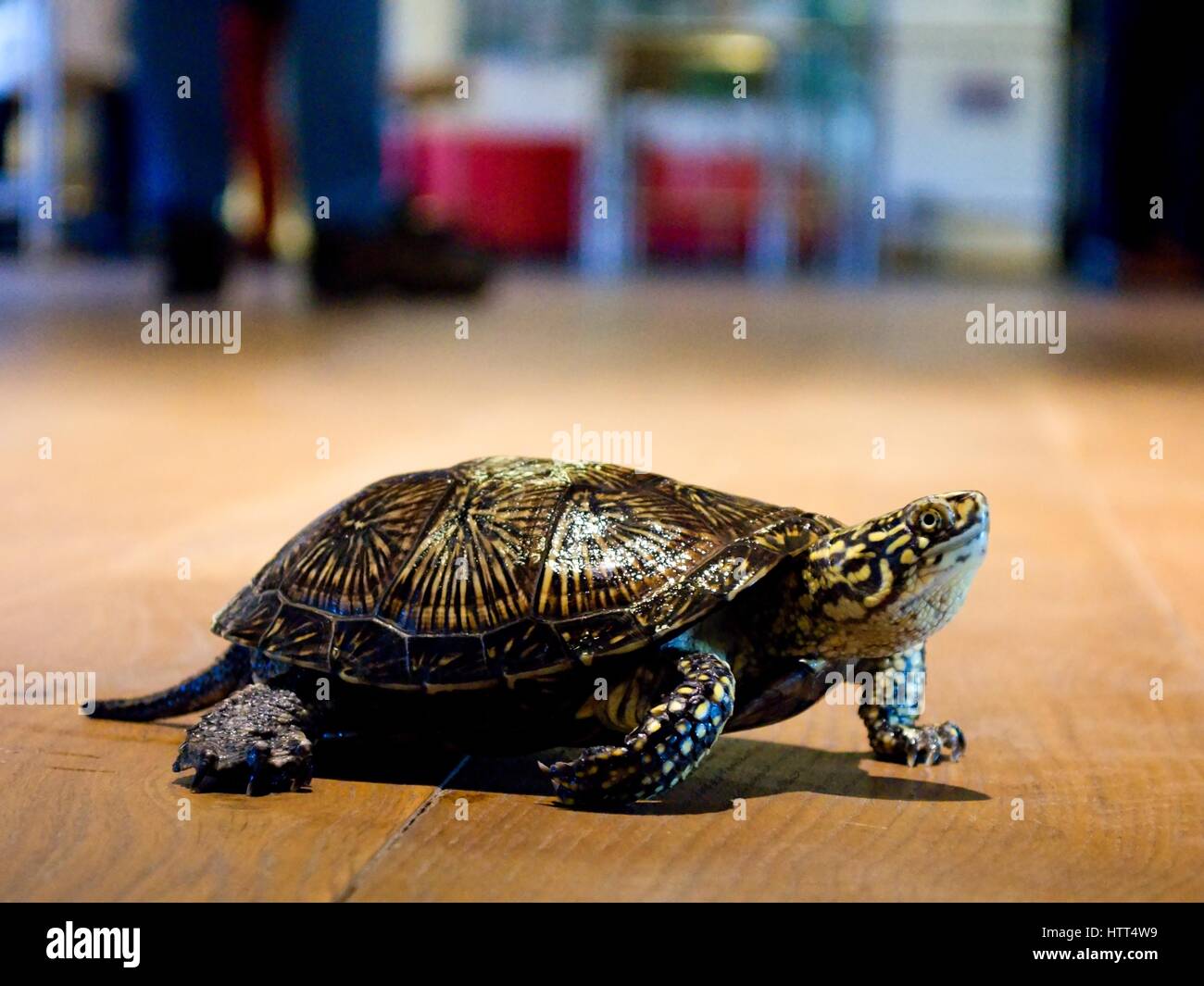 Turtle cross hi-res stock photography and images - Alamy