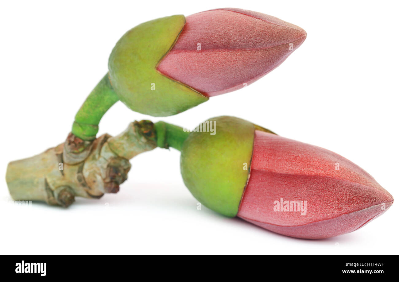 Bombax hi-res stock photography and images - Alamy