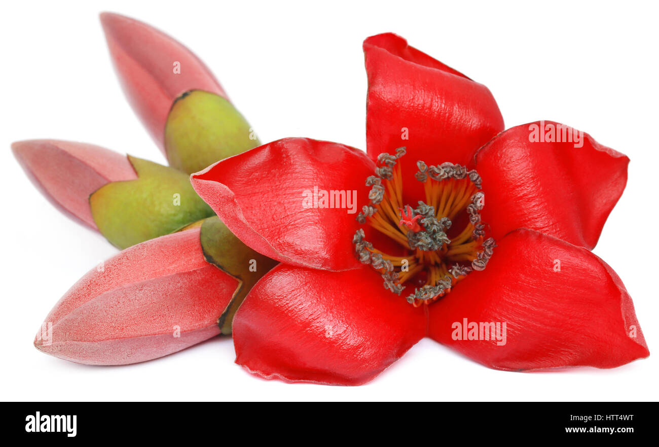 Bombax hi-res stock photography and images - Alamy