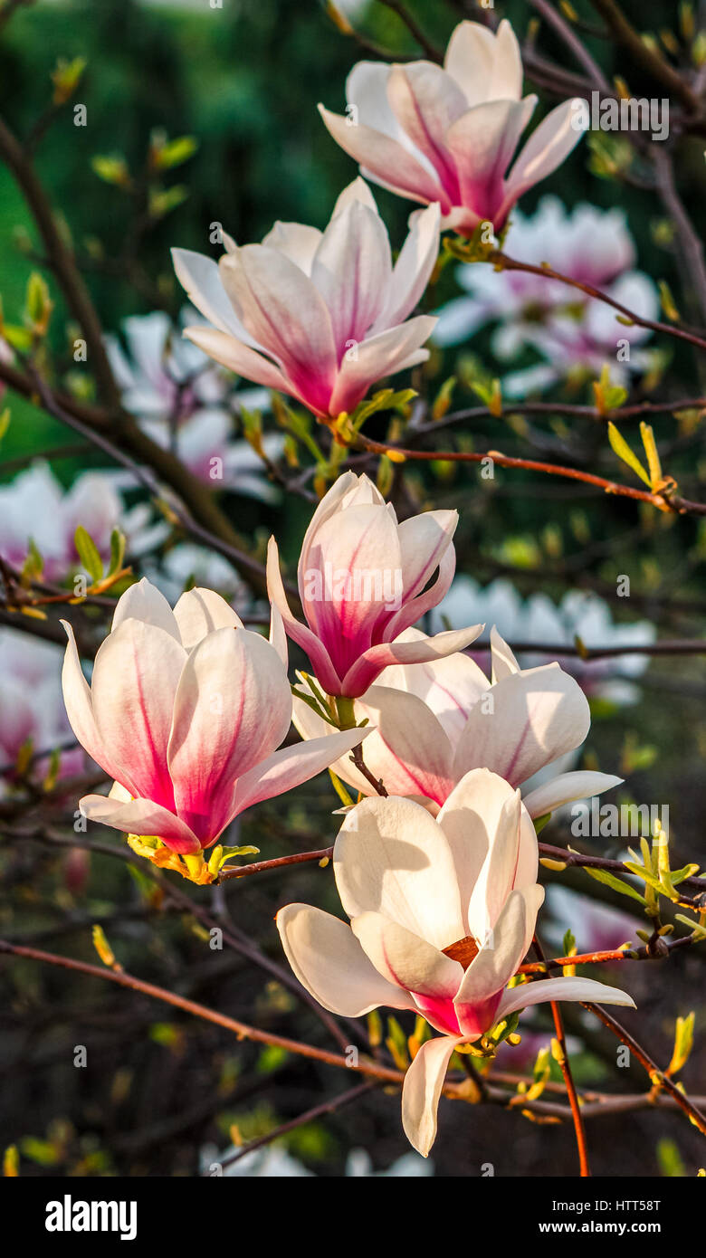 beautiful spring background with Magnolia flowers closeup on a branch ...