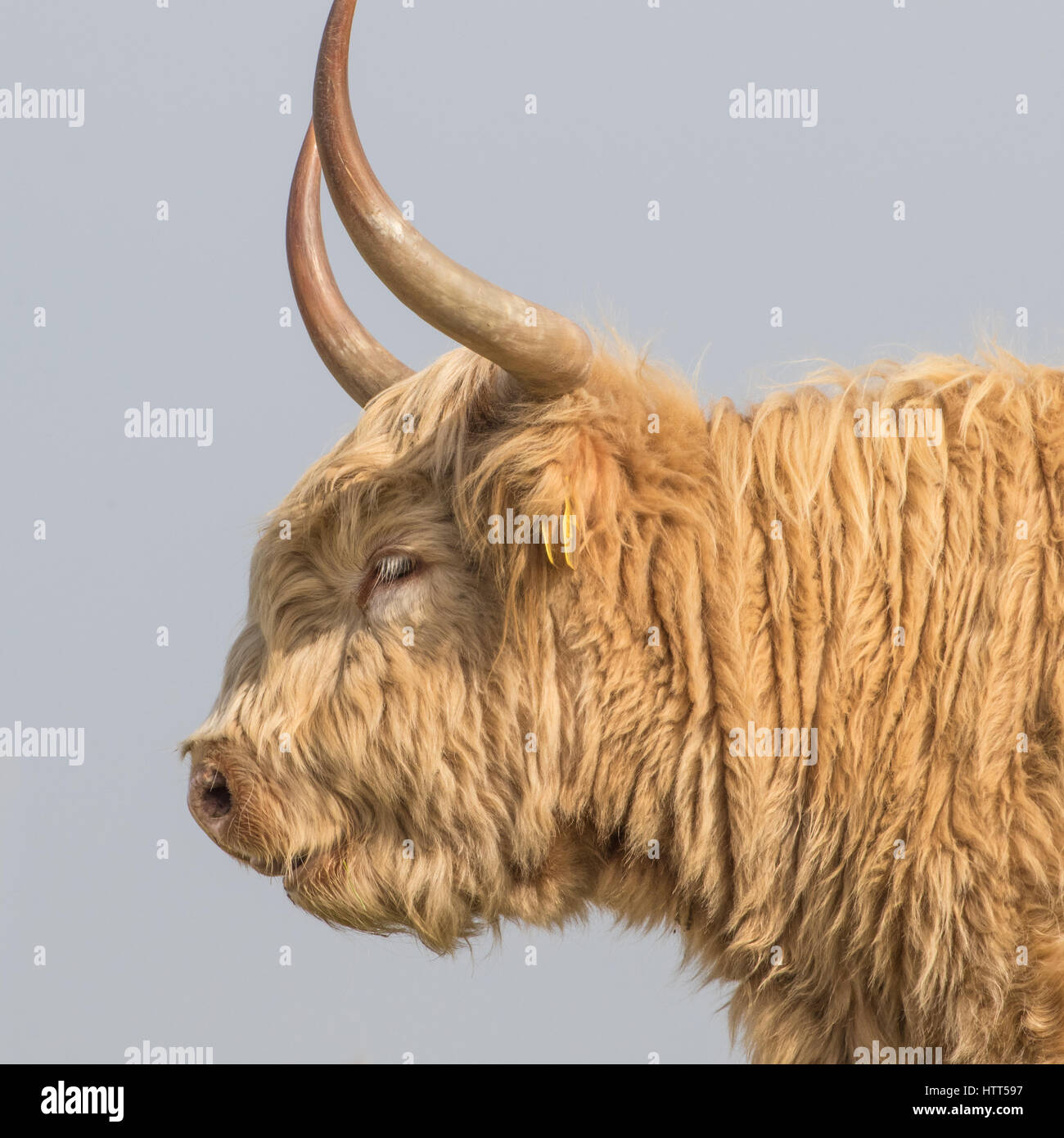 Highland Cattle (Bos taurus) close up of the head and horns Stock Photo ...