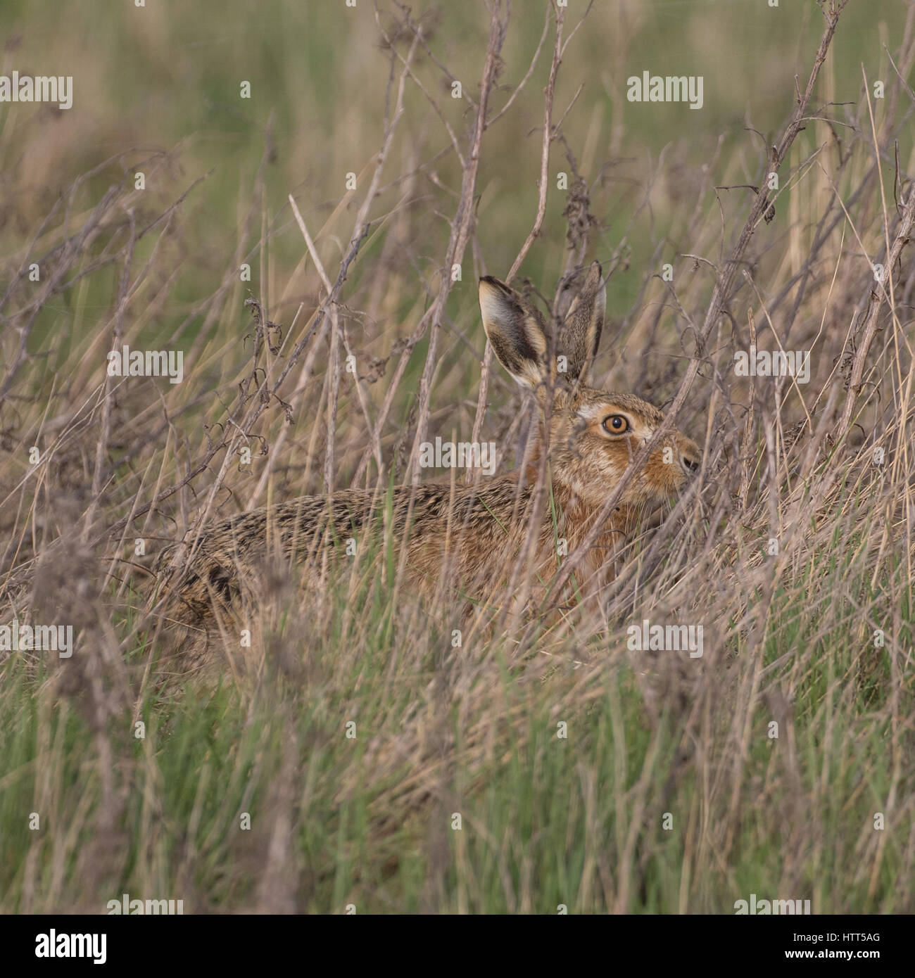 A European hare (Lepus europaeus) or brown hare hiding in long grass in a field Stock Photo - Alamy