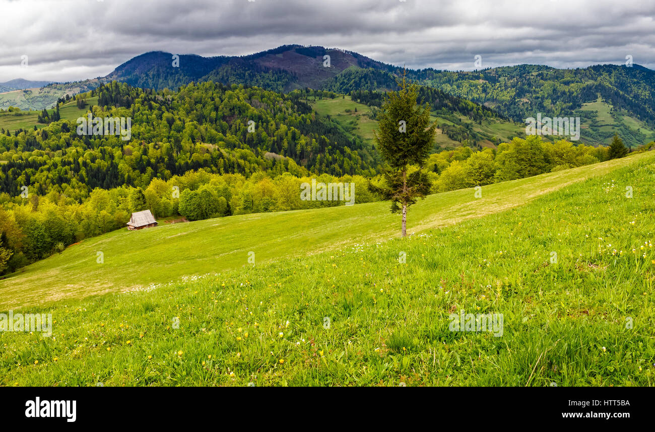 agricultural hay field in mountains. tree on the grassy meadow ...