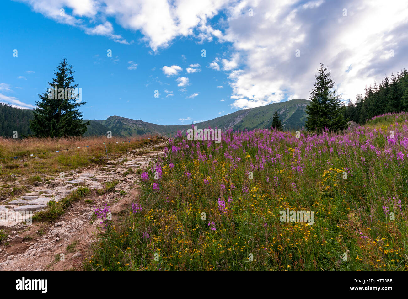 Summer mountain landscape in the Western Tatras Stock Photo - Alamy