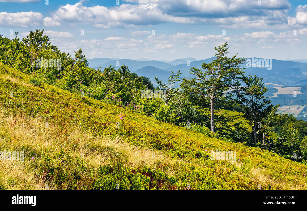 forest on a hill side meadow in high mountains. beautiful summer day ...