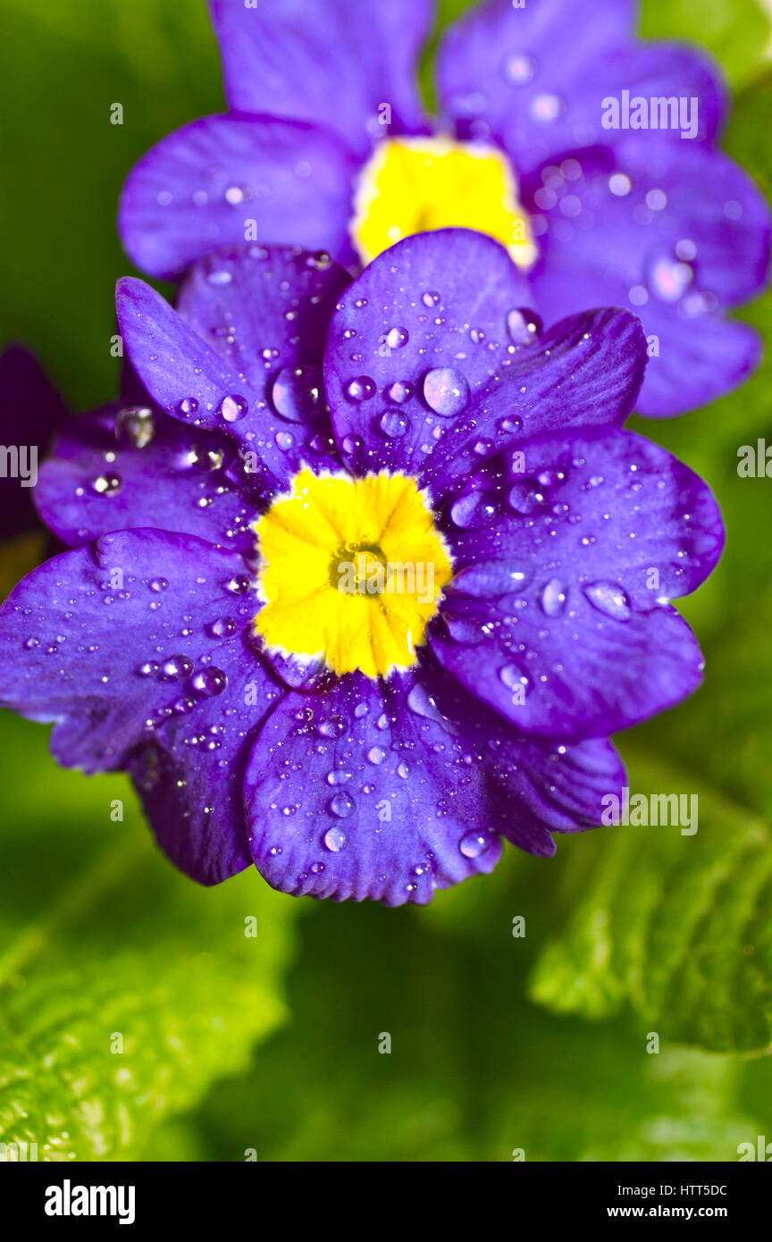 purple Primrose flowers close up Stock Photo - Alamy