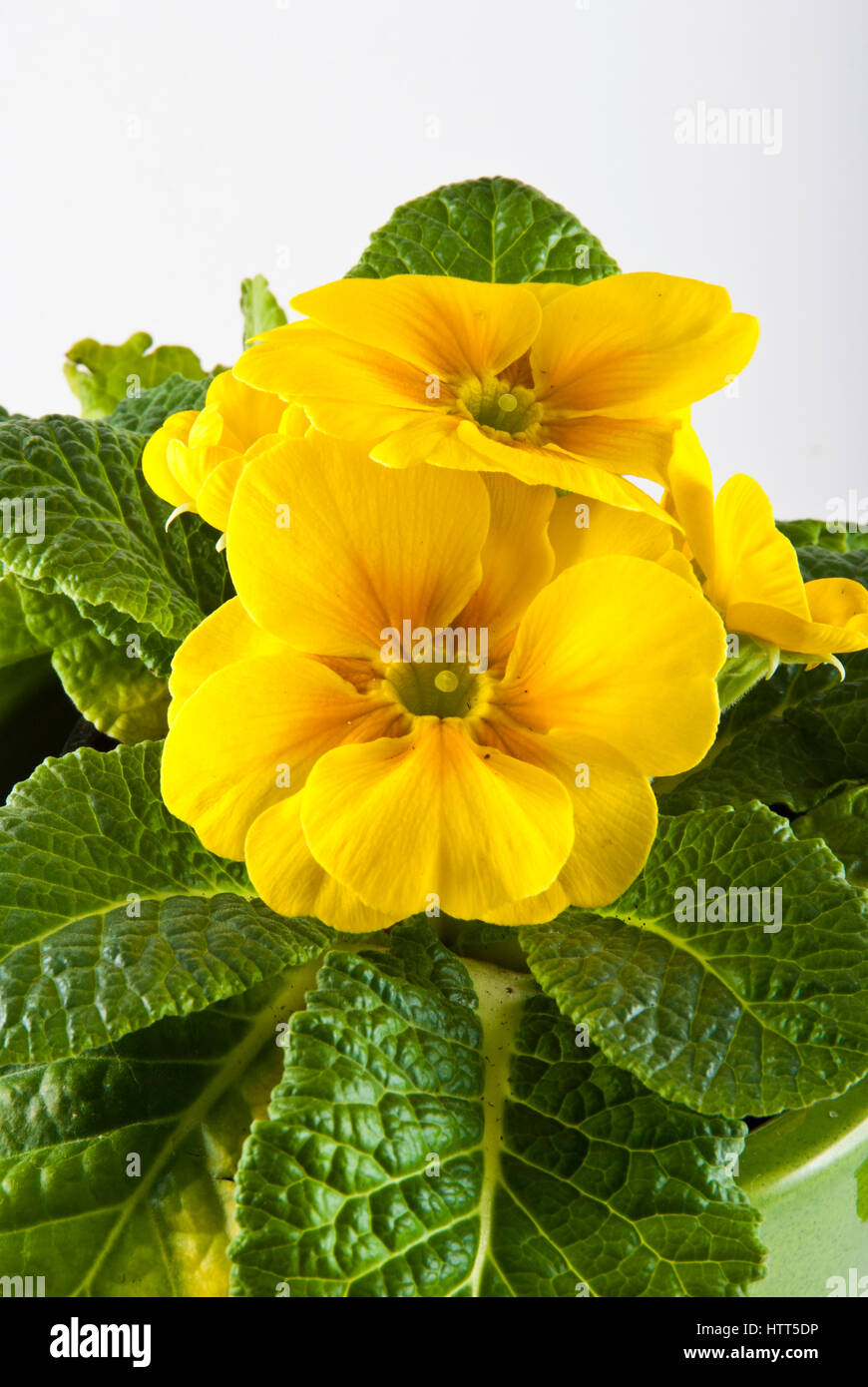 yellow Primrose flowers in vase Stock Photo - Alamy